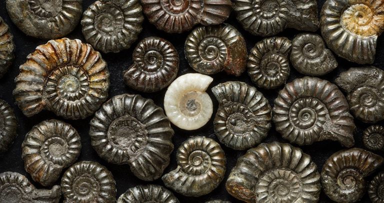 Ammonite Fossils Meaning & Uses | Crystal Empire Australia